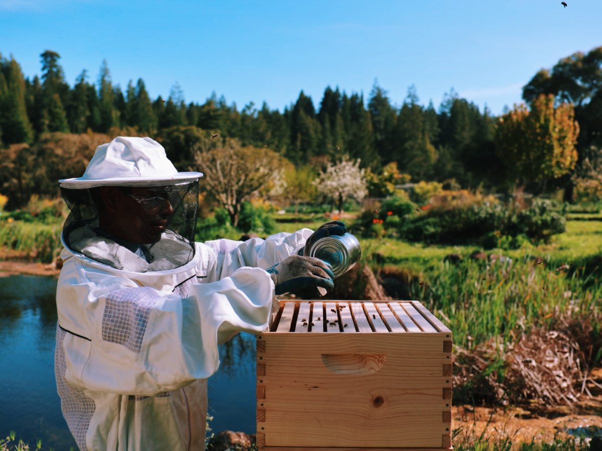 New Italian Bees - Unconditional Freedom