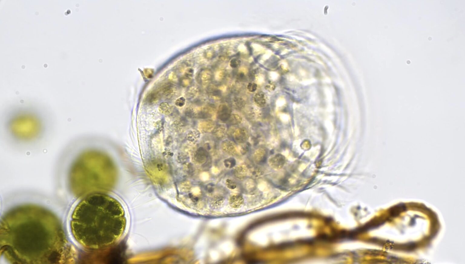 Home - Unconditional Freedom