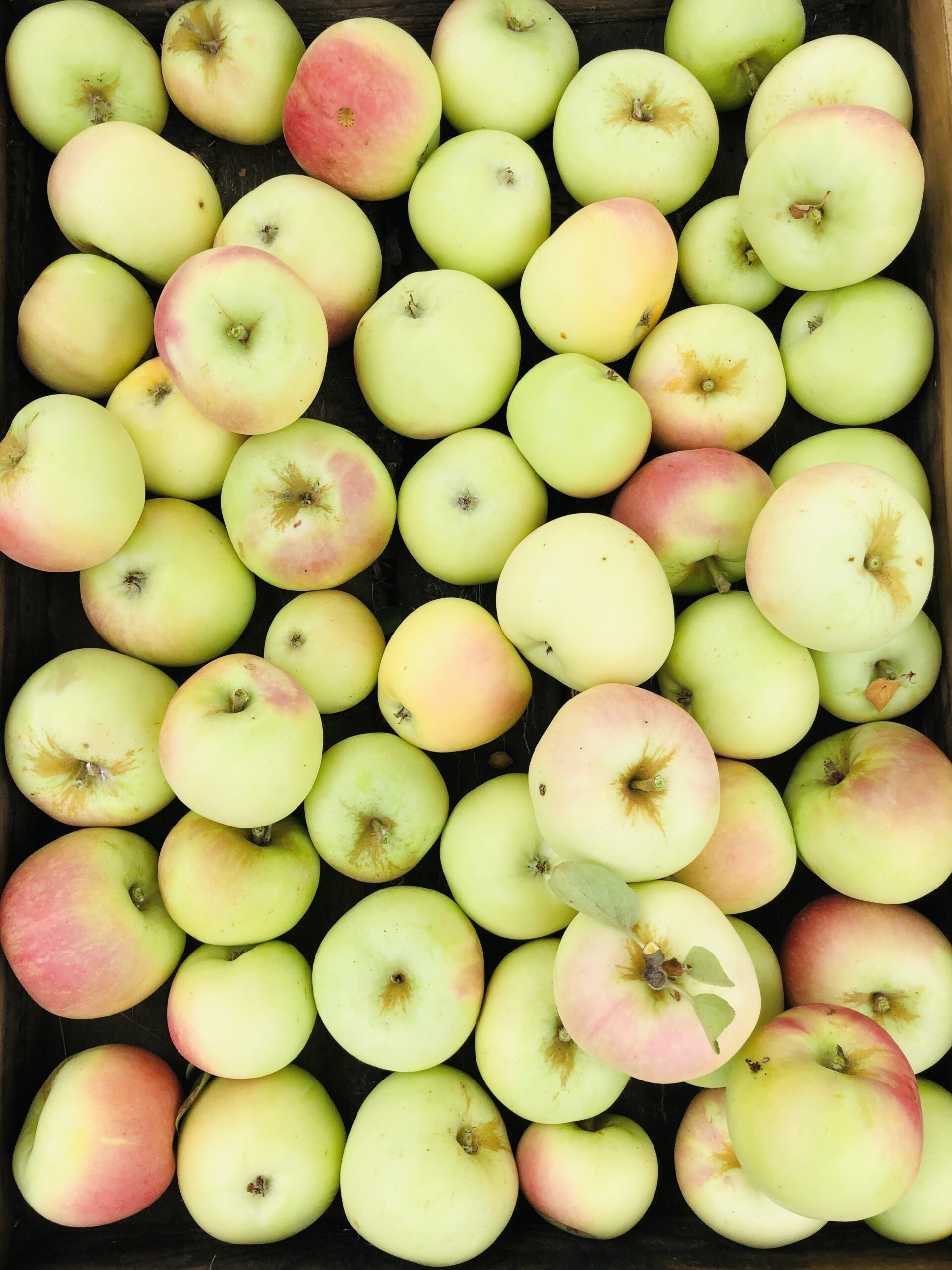 No Apple Left Behind - Unconditional Freedom