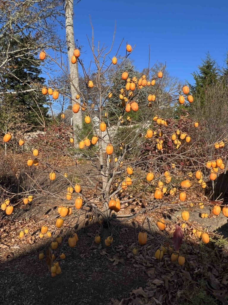 Persimmon Muffins - Unconditional Freedom